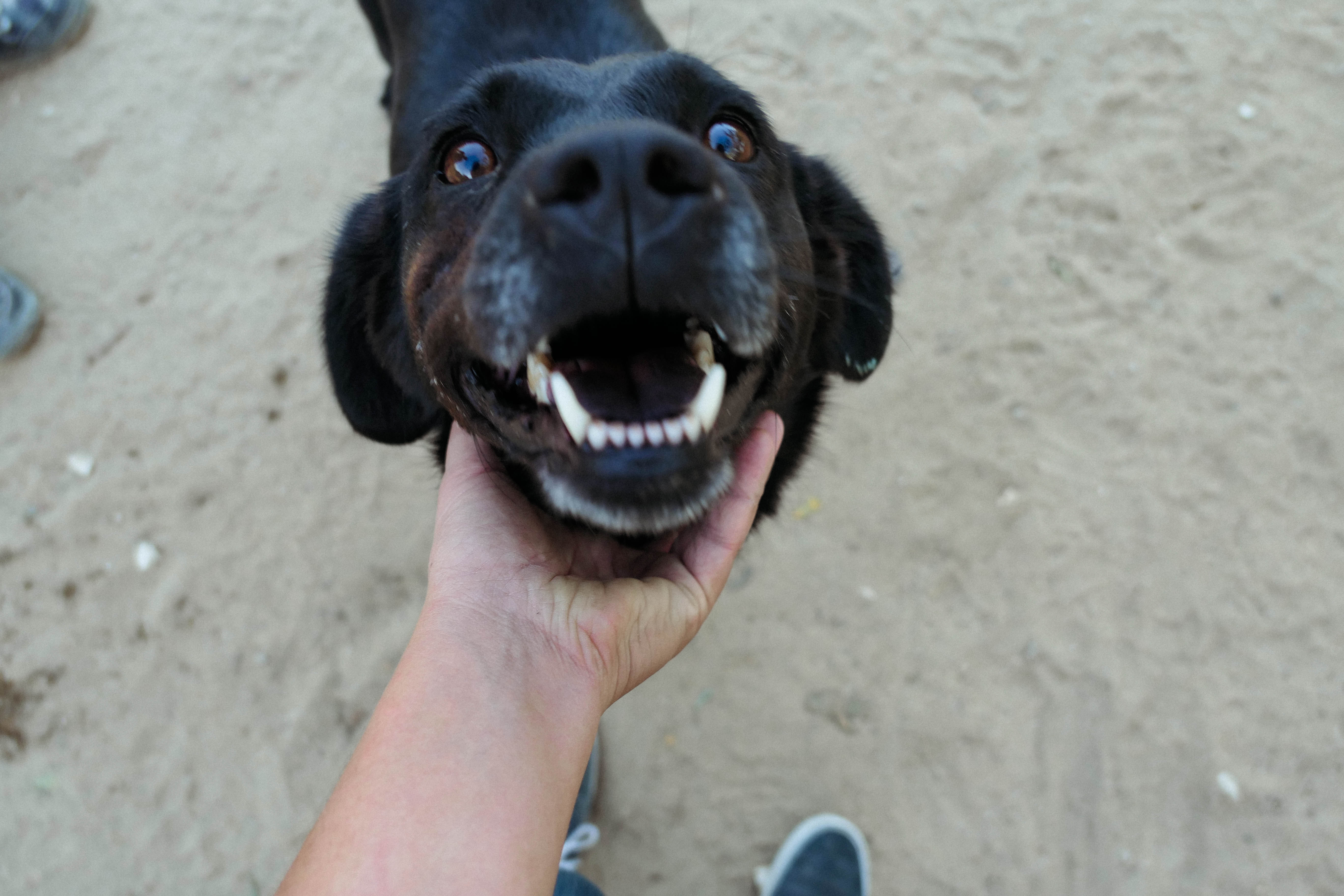 Adoção Animal | Amiga-me - Projeto Estrelinha - Equação Relâmpago - Cuca